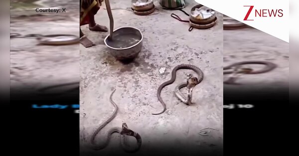 dadi washing many snakes in tub you will be stunned to see this video ...