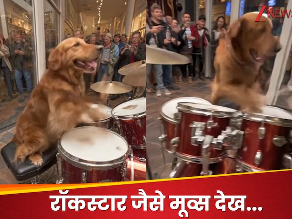 Rockstar dog seen playing drums style such that even a human would feel ...