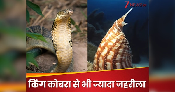 cone snail vs king cobra jellyfish geography cone snail is more ...