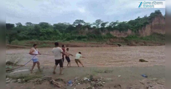 Nalagarh Successful rescue of cow trapped in Sarsa river watch video ...