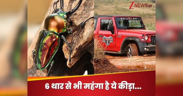 World most expensive insect price in India know here Stag Beetle | ये ...