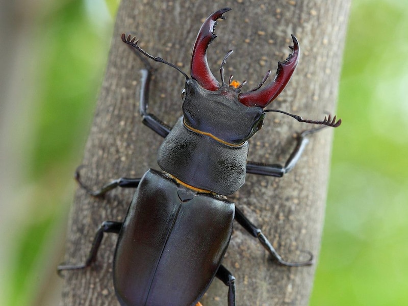 World most expensive insect price in India know here Stag Beetle | ये ...