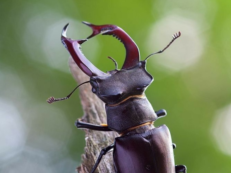 World most expensive insect price in India know here Stag Beetle | ये ...