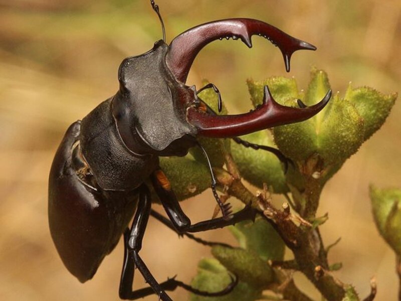 World most expensive insect price in India know here Stag Beetle | ये ...