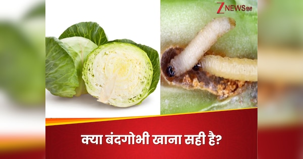 Can worms reach the brain through cabbage Know what is the Band Gobhi ...