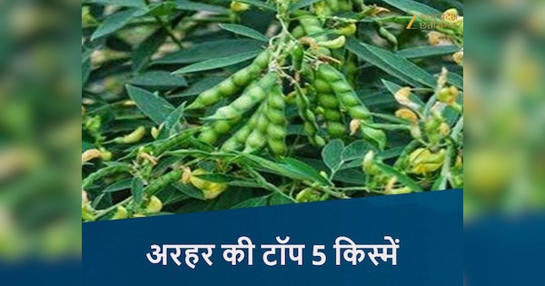 top 5 best varieties of arhar farming during rainy season in madhya ...