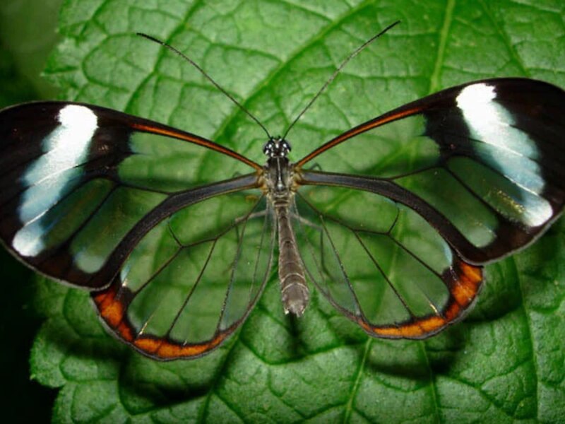 Mysterious transparent creatures earth rarest invisible transparent ...