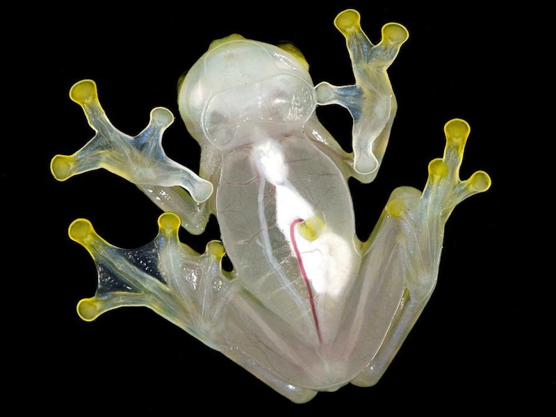 Mysterious transparent creatures earth rarest invisible transparent animals | प्रकृति के सबसे ...