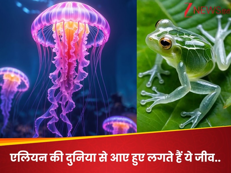 Mysterious transparent creatures earth rarest invisible transparent animals | प्रकृति के सबसे ...