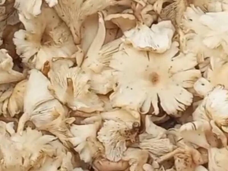 benefits of most expensive vegetable wild mushroom pihri 1200 per kg ...
