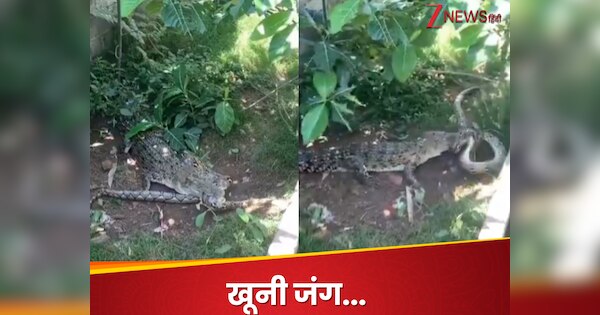 python vs crocodile Viral Video most terrifying fight in the jungle ...