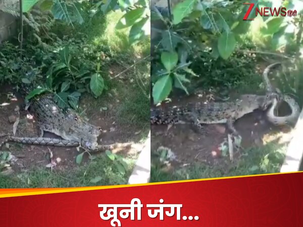 python vs crocodile Viral Video most terrifying fight in the jungle ...