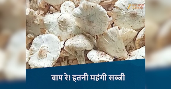 benefits of most expensive vegetable wild mushroom pihri 1200 per kg ...