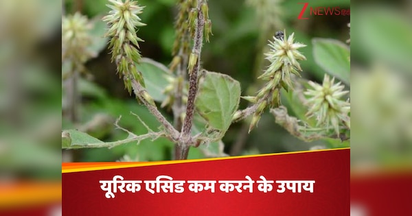 chirchita plant leaves can be get rid of swelling and arthritis problem ...