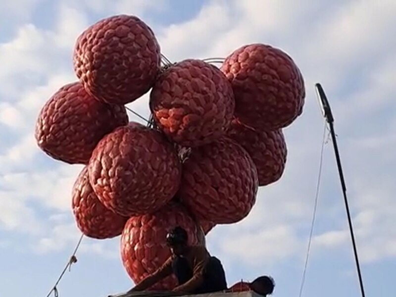 artwork of Shahi Litchi became the center of attraction glimpse can be ...