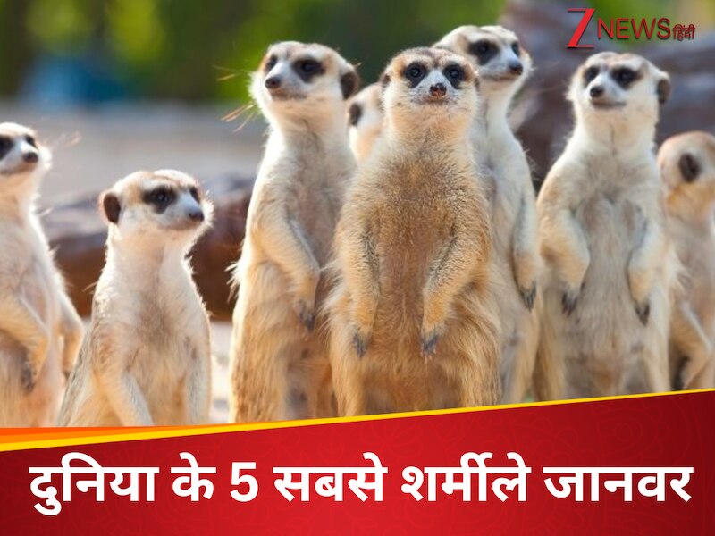 Five most shy animals in the world which are difficult to capture on ...