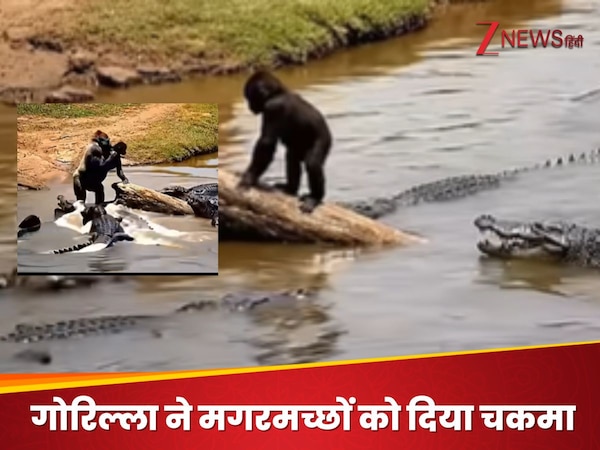 Baby gorilla trapped between crocodiles water father save life ...