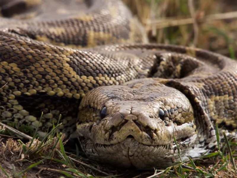 mysterious snakes in world snake lifespan How long do snakes live ...