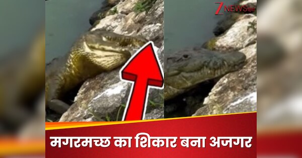 Python crocodile viral video Crocodile hunted python | शिकारी यहां खुद ...