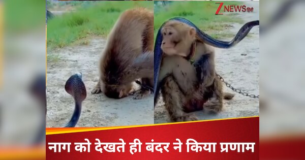 Bandar Aur Saanp Ka Video monkey bowed head on seeing the snake then ...