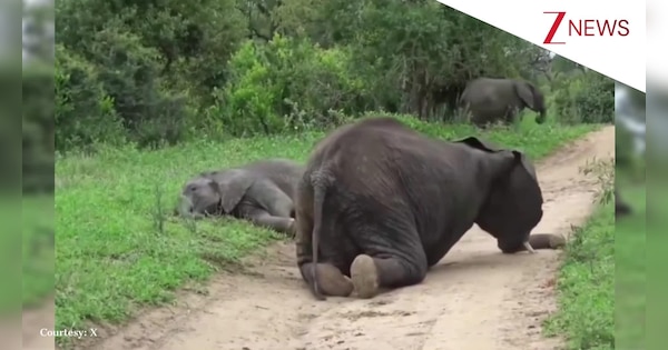 tipsy giant! south african elephants get drunk on marula fruits people ...