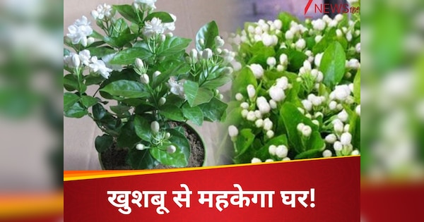 gardening tips easy steps for mogra plant care mogra ke pode ki ...