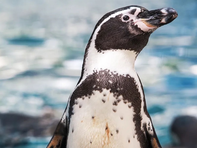 animals five weird habits frog intestines eaten penguin poop flying ...