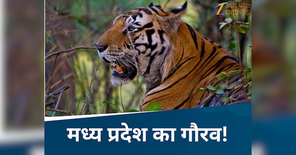 international tiger day 2025 know all about india tiger state madhya ...