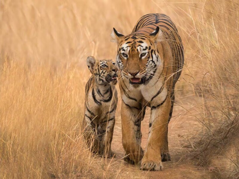 international tiger day 2025 know all about india tiger state madhya ...