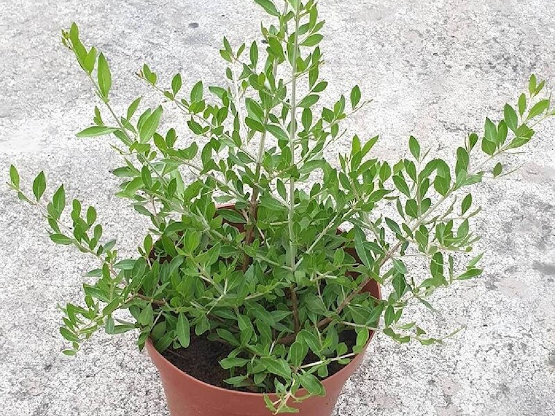how to grow henna plant at home | सफेद बालों के लिए मार्केट से केमिकल ...