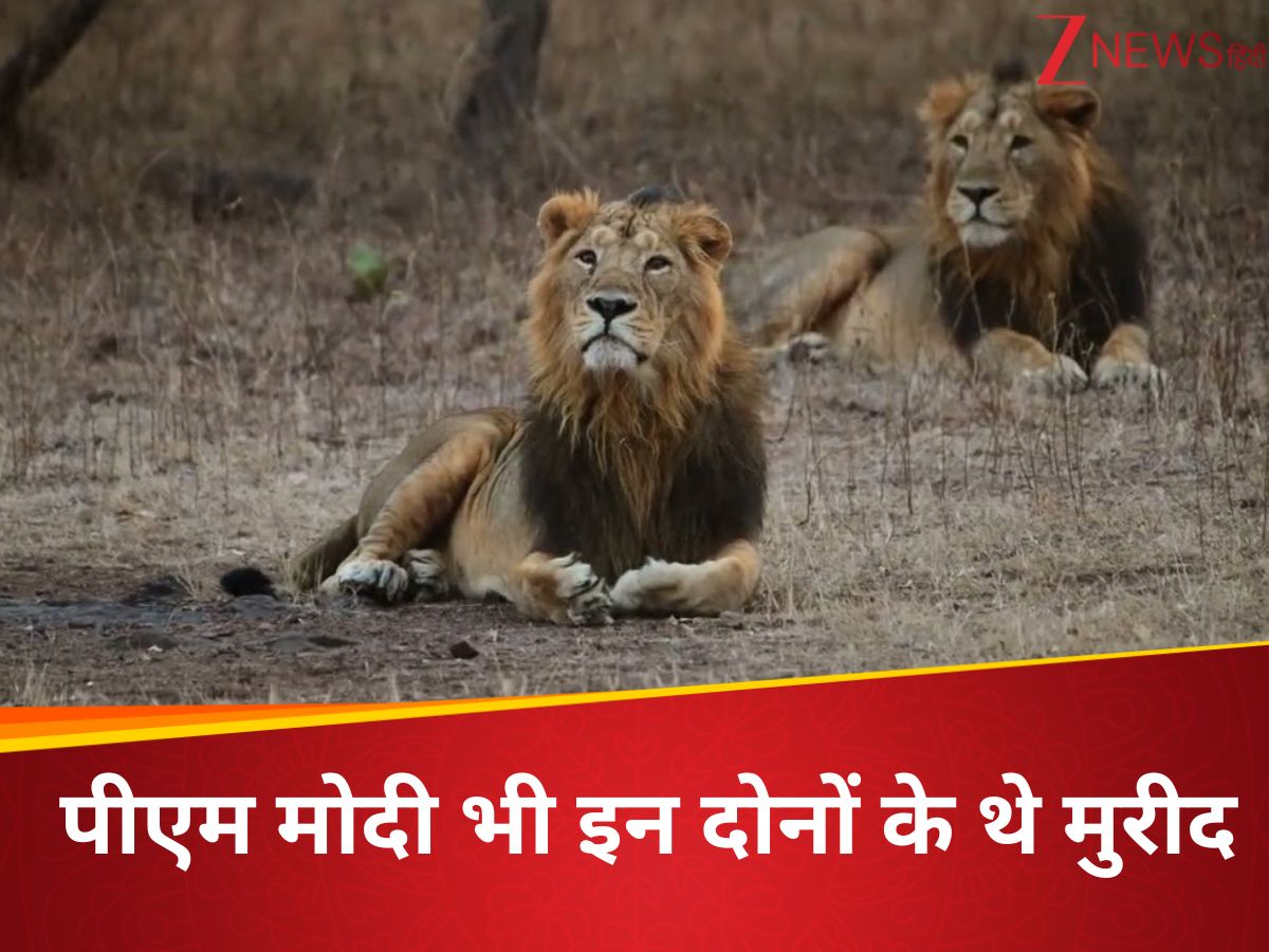 Gir Iconic Asiatic Lion Duo Jay Veeru Dead after serious injuries ...