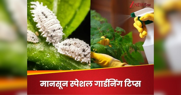 Plants will remain green in monsoon insects will also stay away garden ...