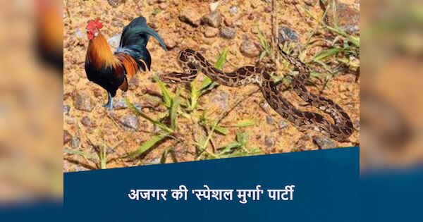 paipakhra village python live eat roosters in sidhi district chicken theft in mp viral news ...