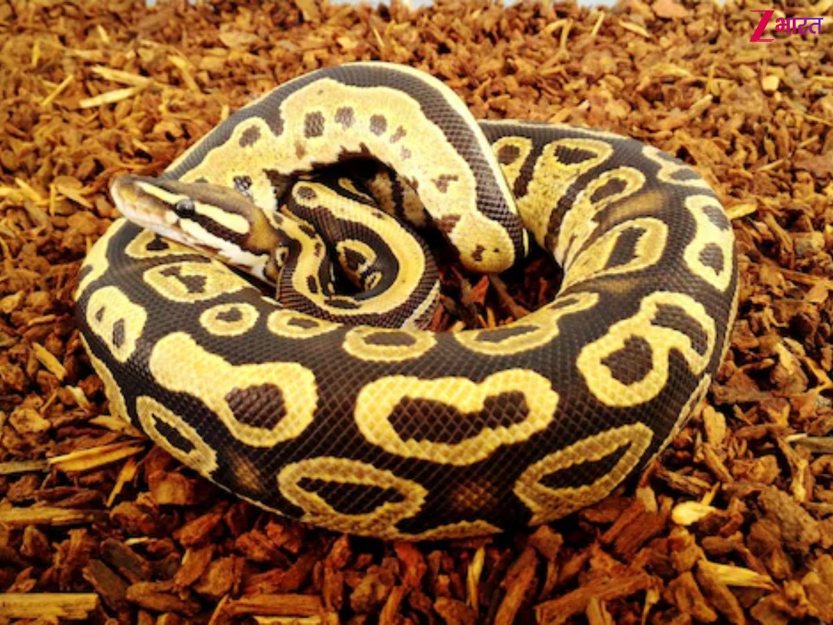 Snakes rule in West Bengal of India home to most species | भारत के इस ...