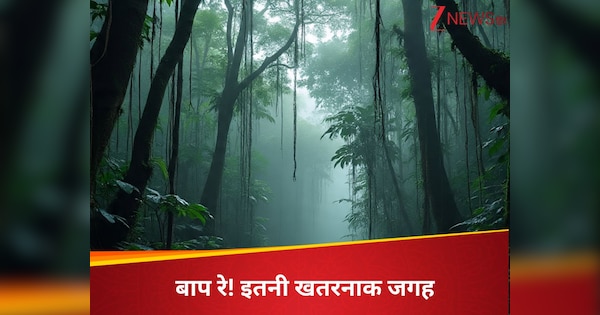 Sunlight in amazon forest | Amazon Rainforest cannopy layer | kitne ...