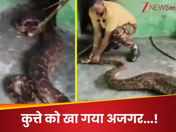 Viral Video Python eats dog sitting on the home alive owner screams ...