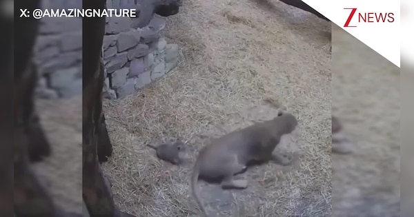 mother lioness was sitting comfortably cub scared her from behind cute ...