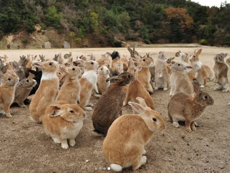 mysterious islands of world where animals rule not humans 5 unique ...