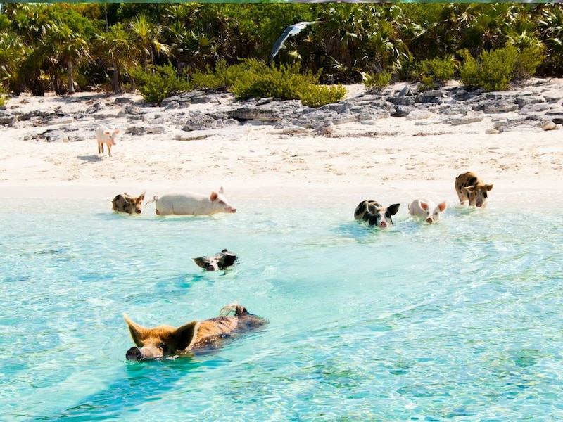 mysterious islands of world where animals rule not humans 5 unique ...
