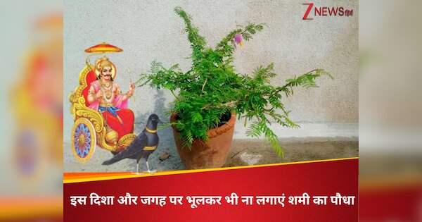 Never plant Shami plant on these days of week and in this direction of ...
