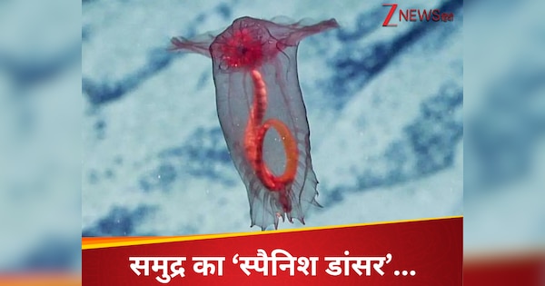 roasted chicken look alike sea cucumber eat poop of dead fish known as ...