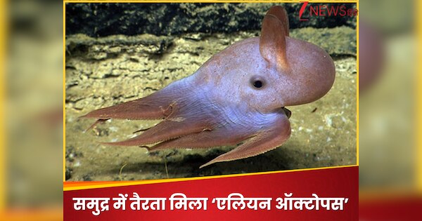 deep sea dumbo octopus discovery argentina by sending remote camera in ...