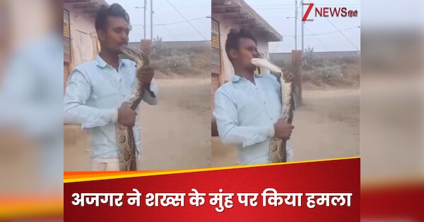 man was kissing a python when the python attacked him on his face watch ...