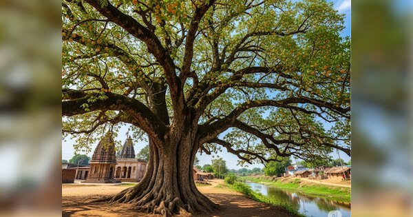 do you know 5000 year old tree in this district of UP relation with ...