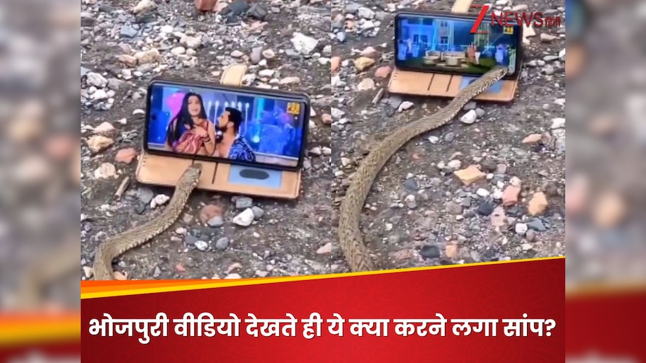 Snake shocking reaction on bhojpuri song video goes viral See peoples ...