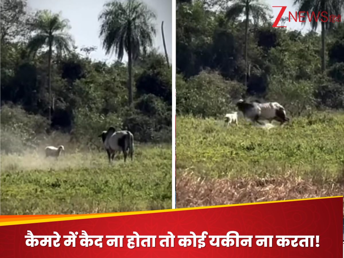 bakri aur sand ki ladai goat vs bull fight reel viral video instagram ...