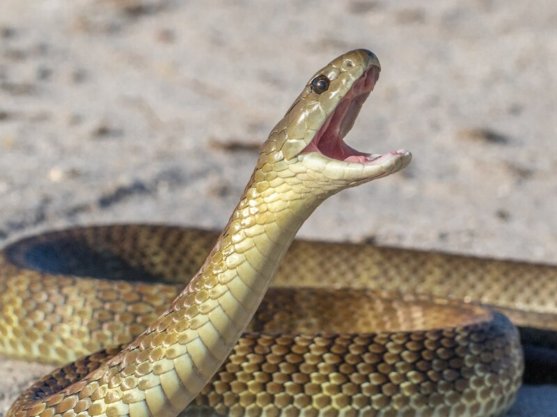 Amazing Facts about snake what is snake life cycle snake age king cobra ...