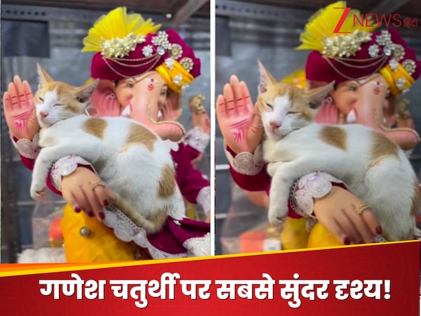 ganesh chaturthi 2025 billi or ganpati bappa ki viral video cat with ...