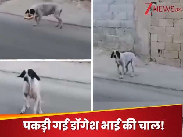 dogesh bhai meme reels viral video street dogs planning caught on ...