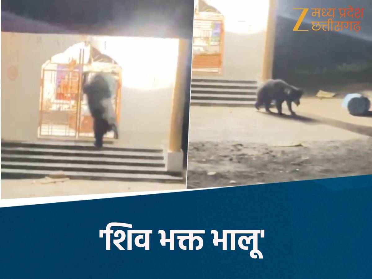 unique sight on ganesh chaturthi bear is immersed devotion of lord ...